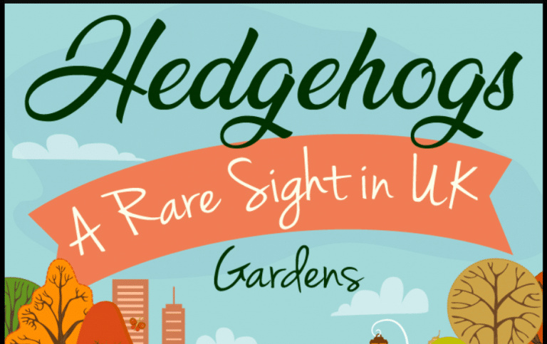 UK Hedgehog Guide Infographic | Looking After Hedgehogs in the Garden