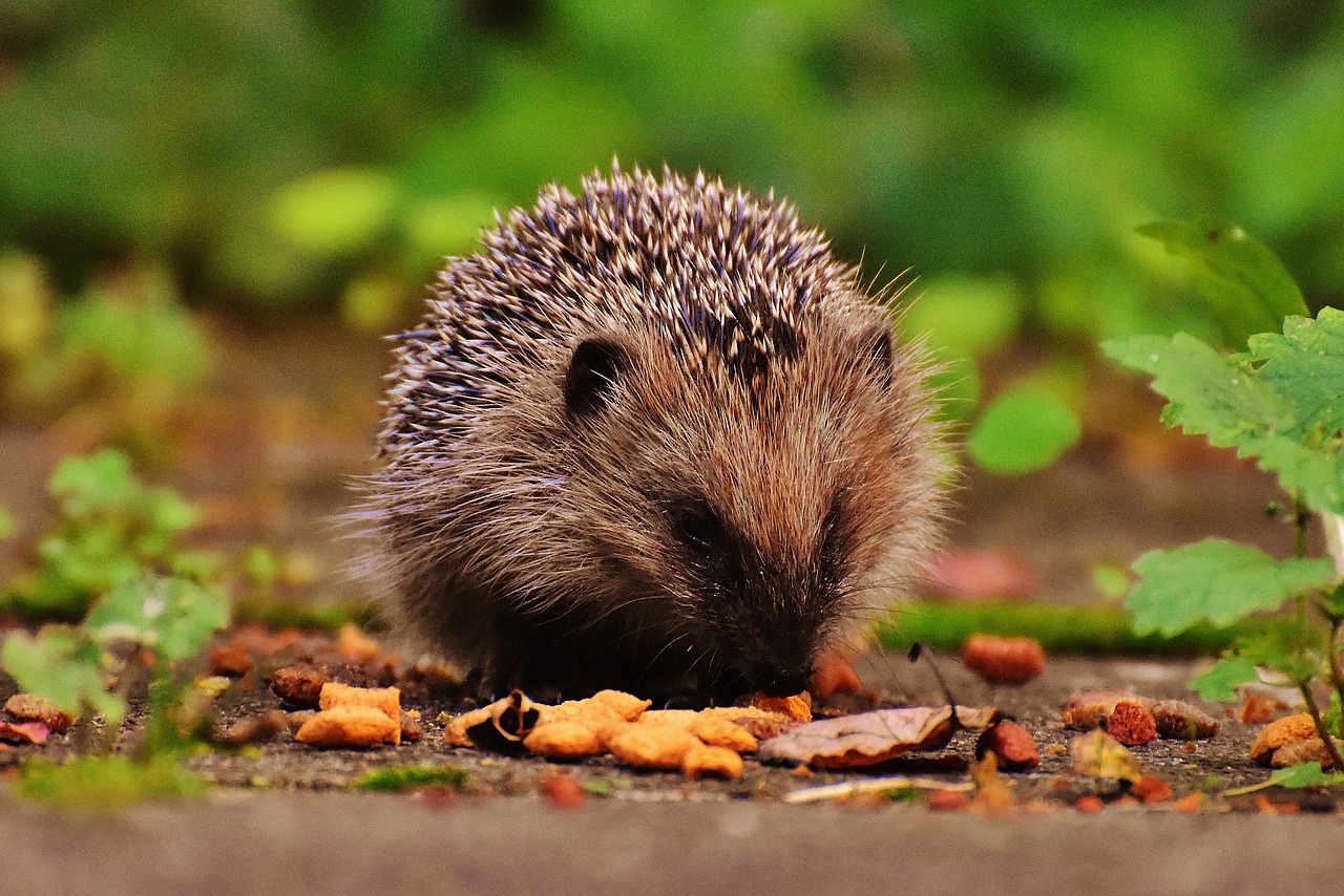 Best Hedgehog House Reviews UK