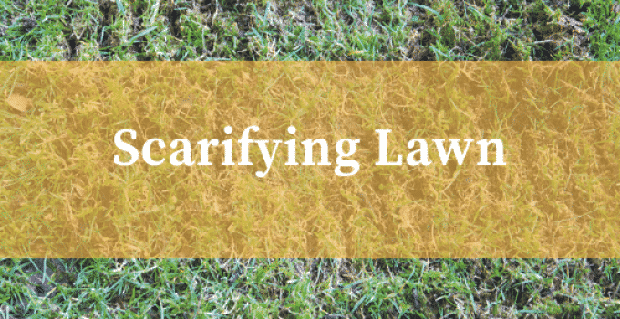 When to Scarify Lawn - Best Time to Rake or Scarify